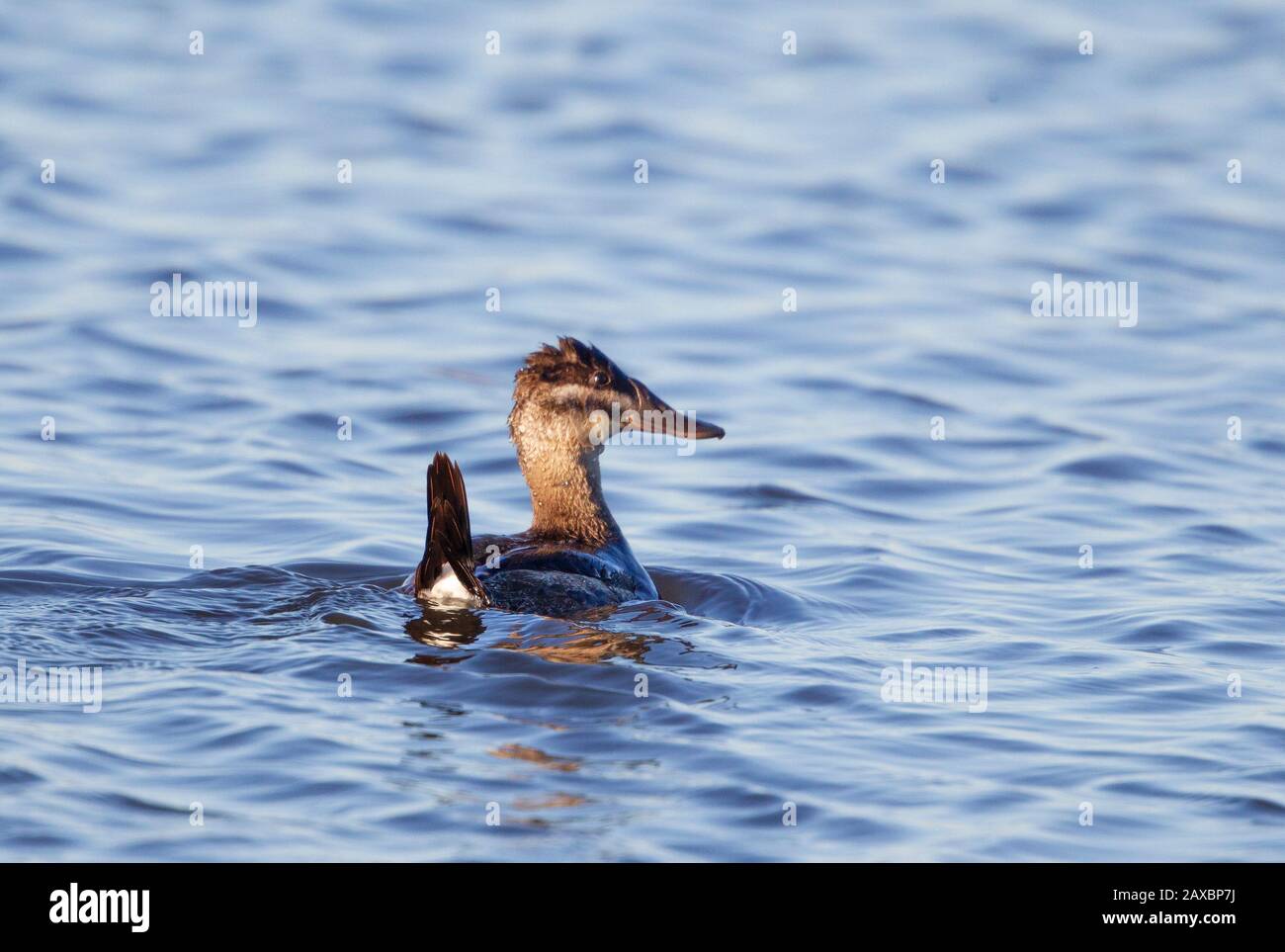 Ruddy duck female with tail straight up hi-res stock photography and ...