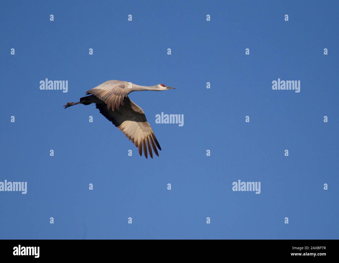 Crane in flight hi-res stock photography and images - Alamy