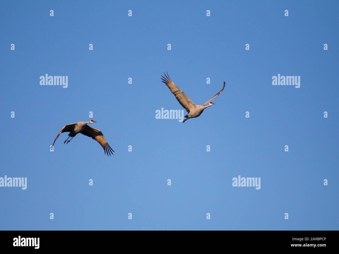 Two sandhill cranes hi-res stock photography and images - Alamy