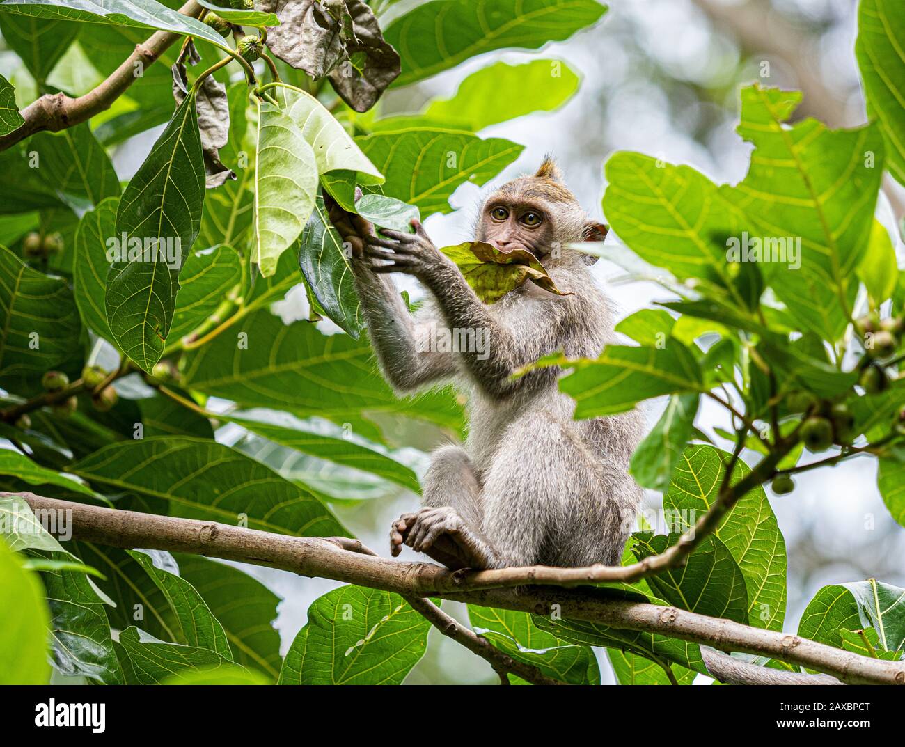 Creature of jungle hi-res stock photography and images - Alamy