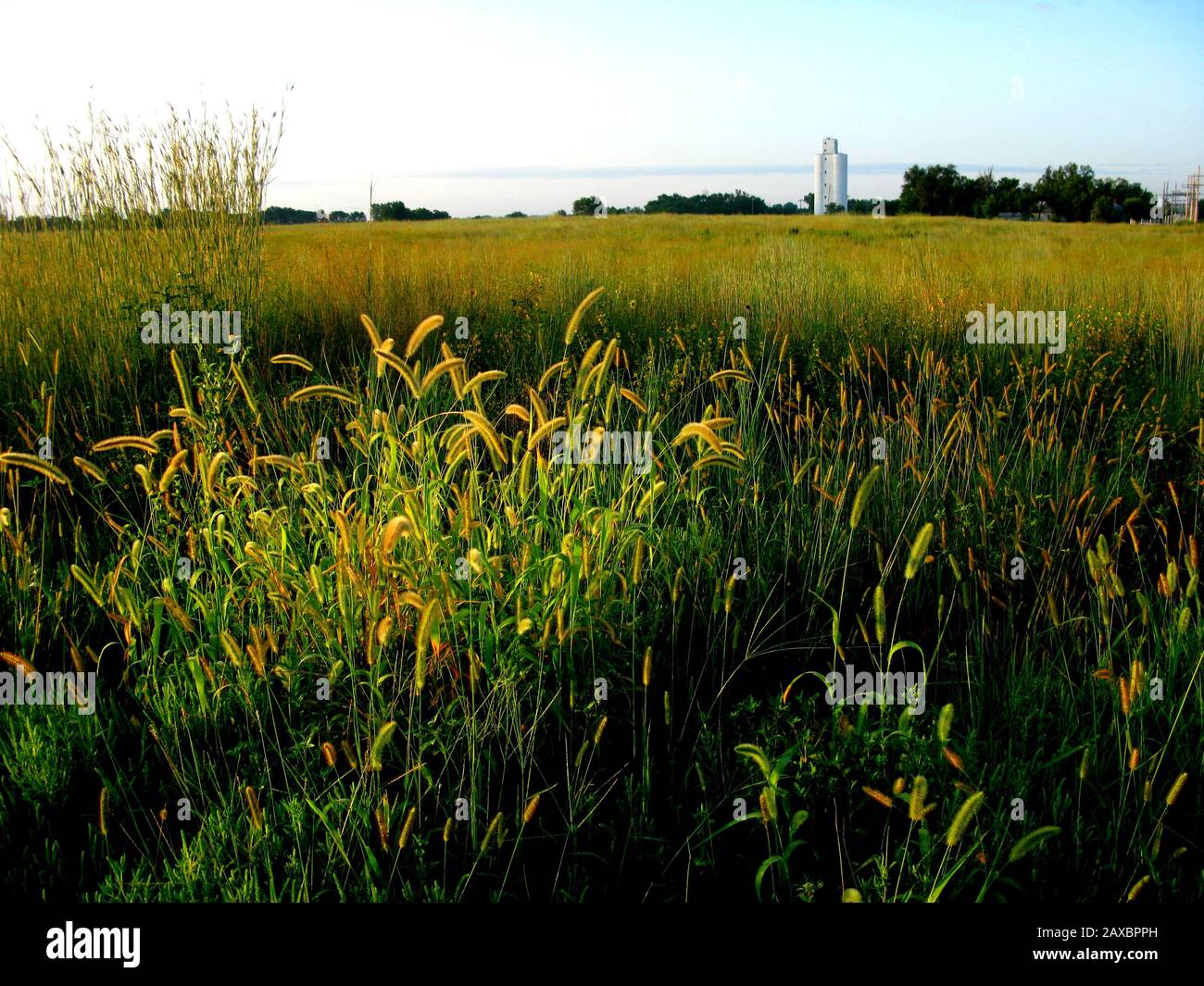 Grasses backlit blue sky hi-res stock photography and images - Alamy