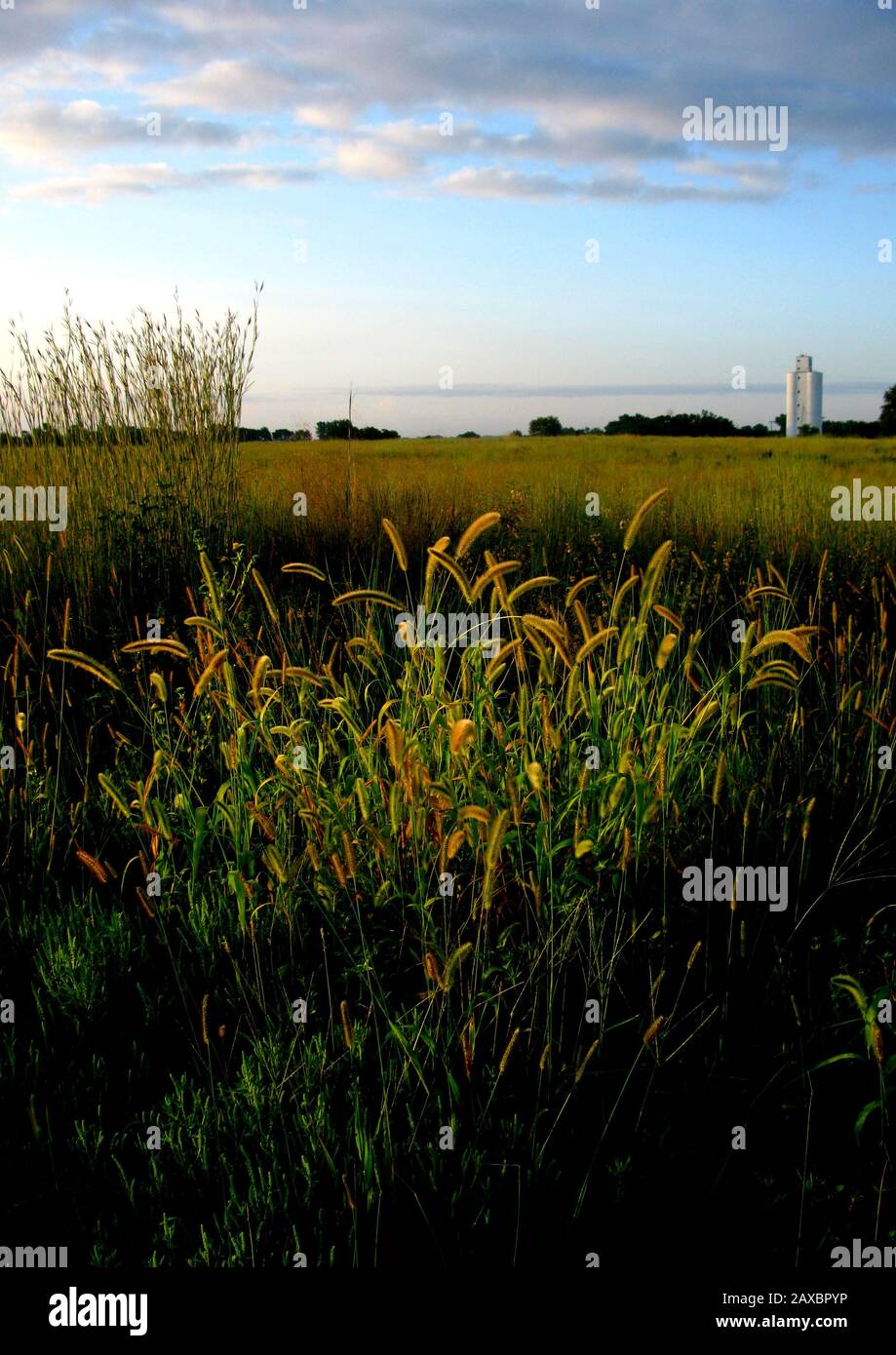 Backlit grass seedheads hi-res stock photography and images - Alamy