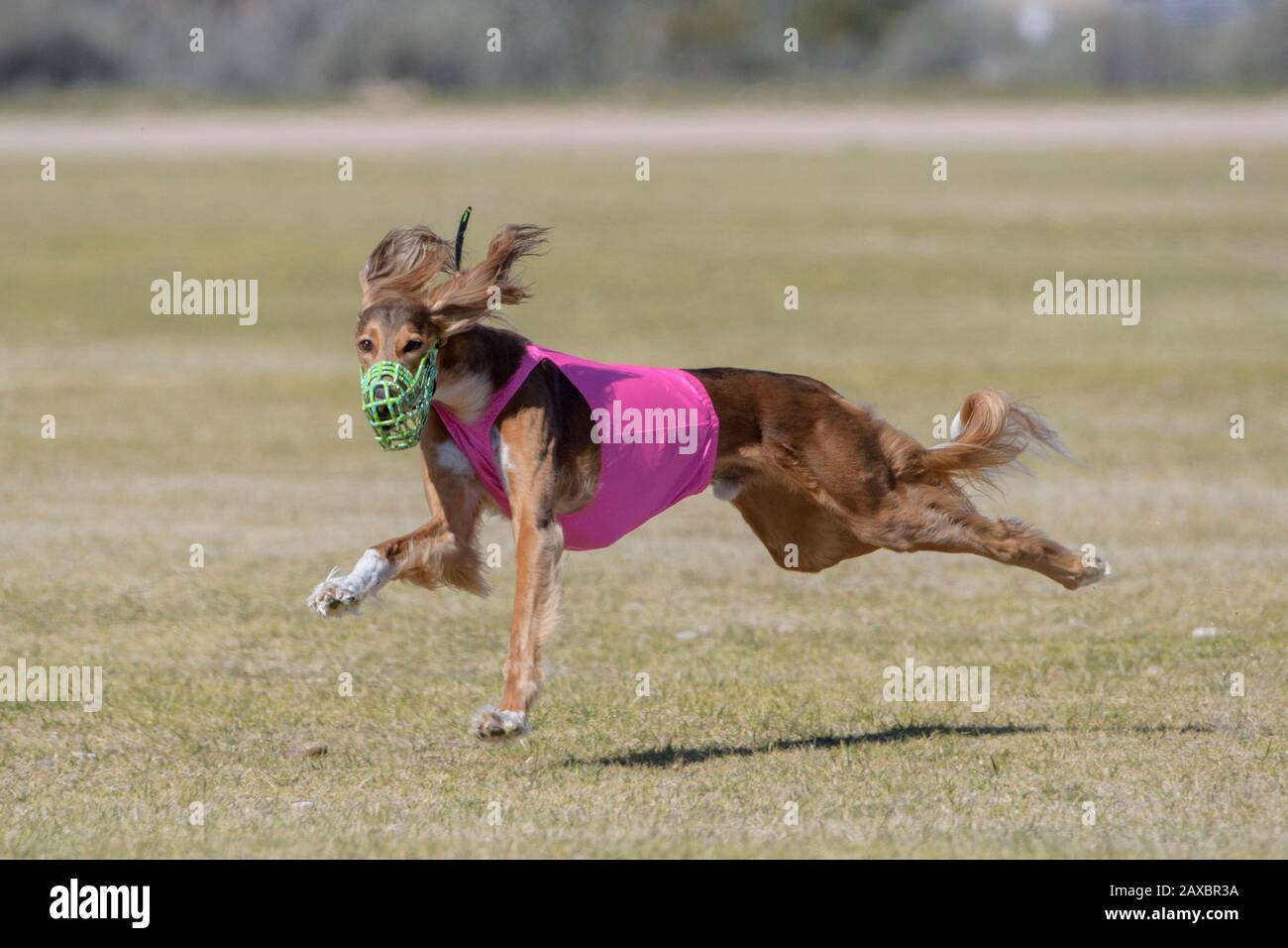 Lure coursing Saluki dog wearing a muzzle while chasing a lure Stock ...