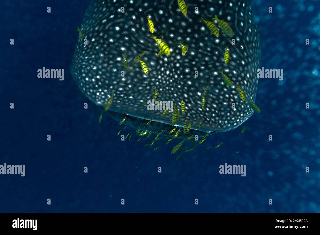 Whale shark pilot fish hi-res stock photography and images - Alamy