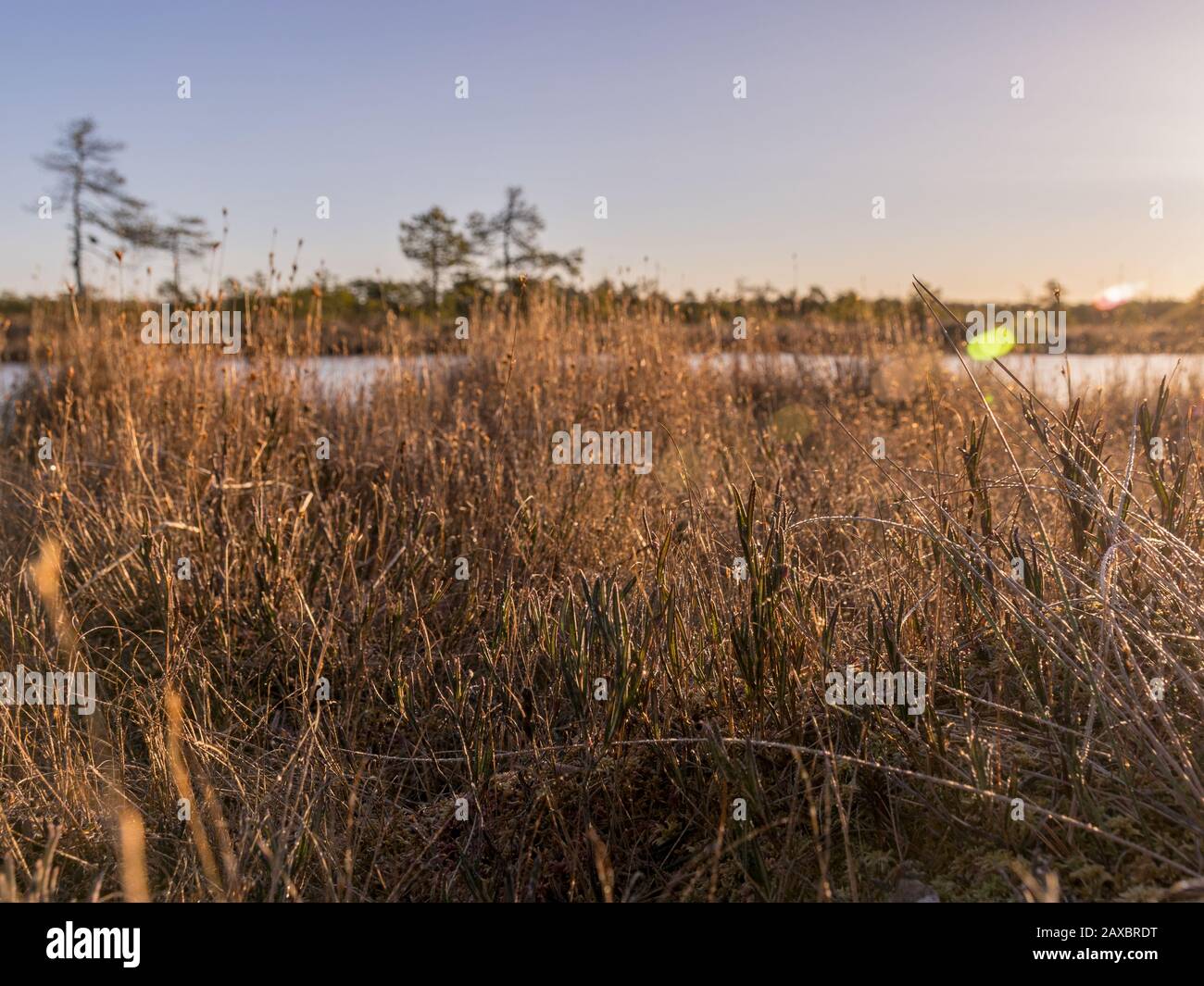 abstract dry frosted grass texture Stock Photo - Alamy