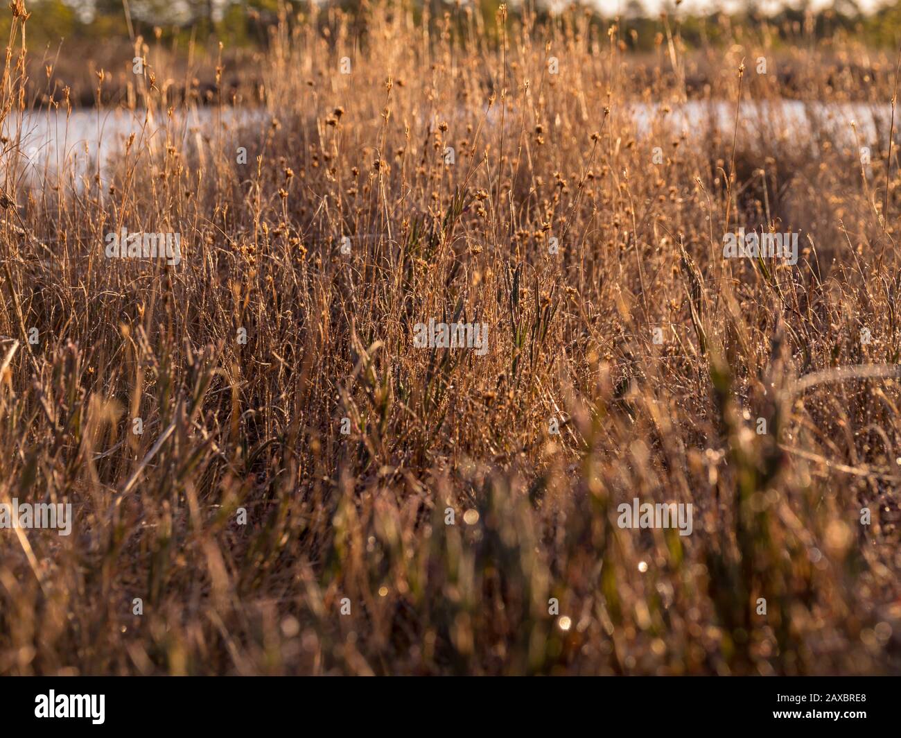 abstract dry frosted grass texture Stock Photo - Alamy