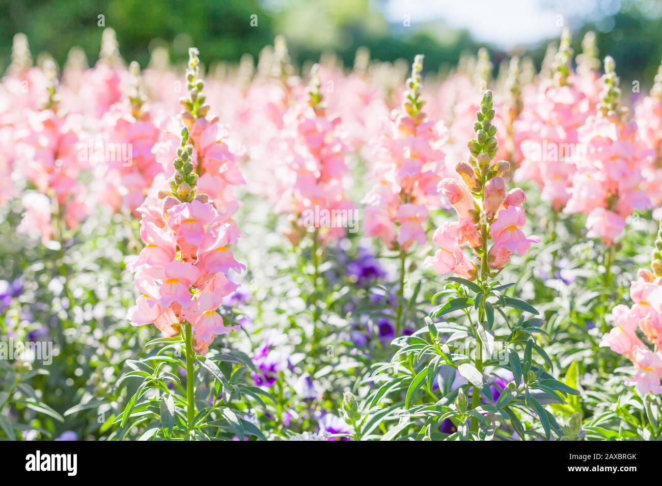 Antirrhinum snapdragons hi-res stock photography and images - Alamy