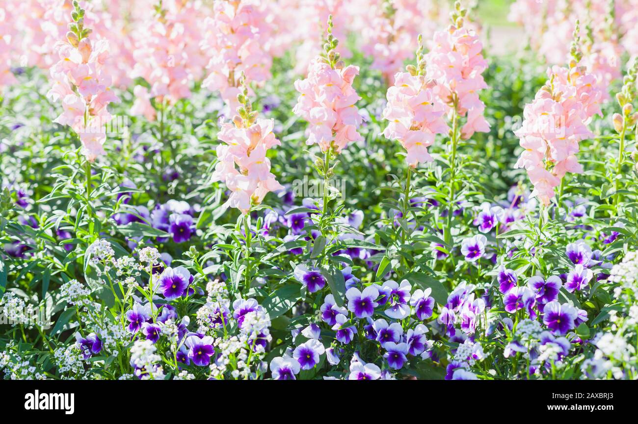Pansy snapdragon hi-res stock photography and images - Alamy