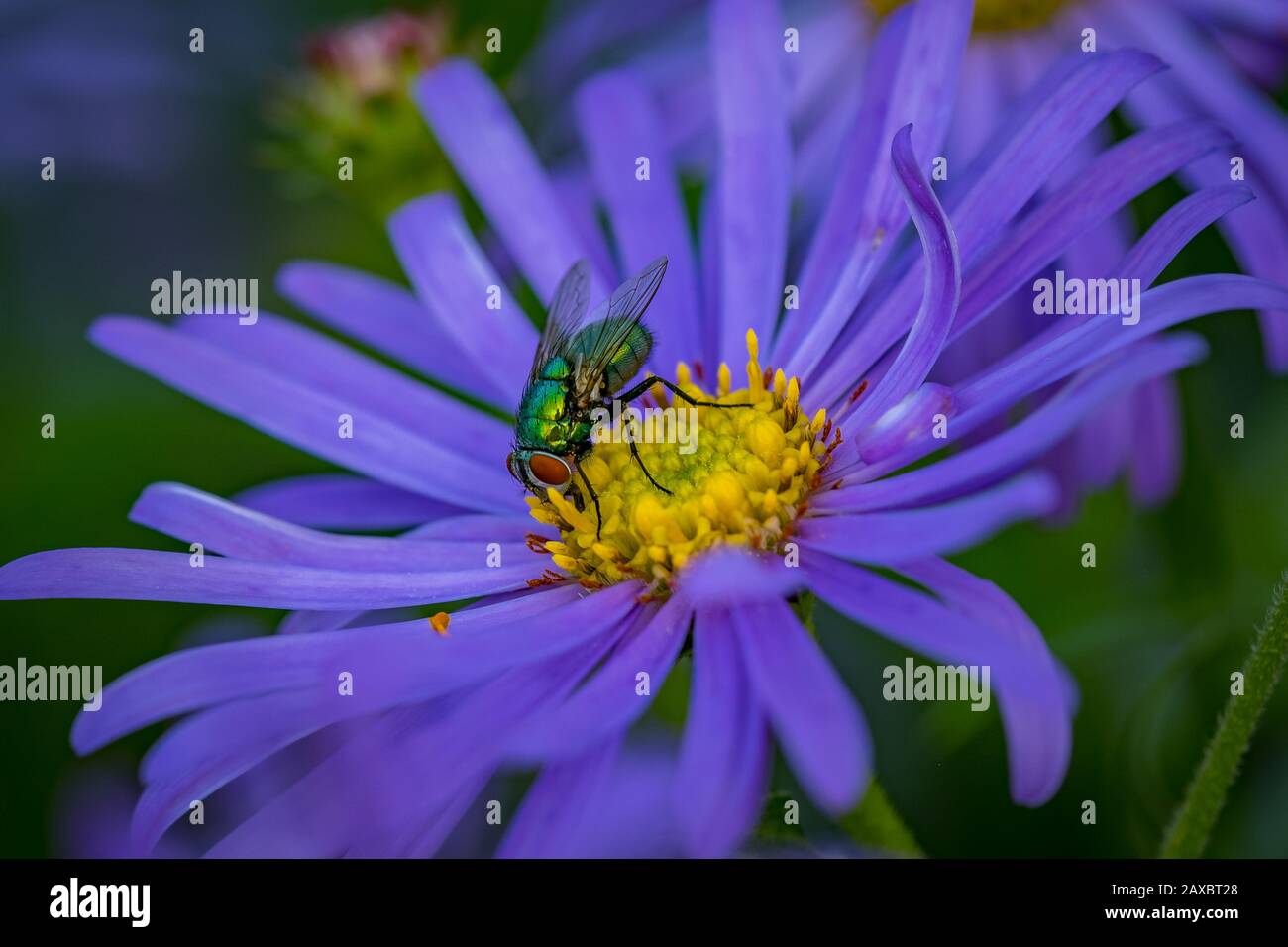 Blowfly Flower High Resolution Stock Photography and Images - Alamy