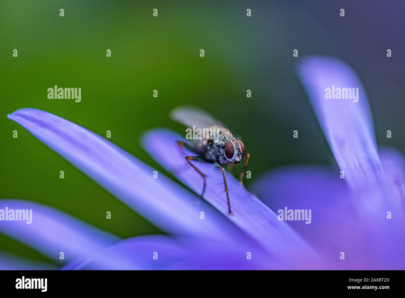 Invertebrate insect diptera fly hi-res stock photography and images - Alamy