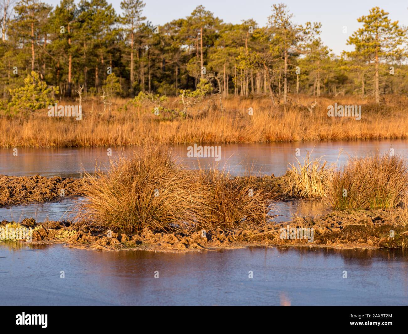 beautiful swamp landscape at sunrise, frozen swamp lake in the ...