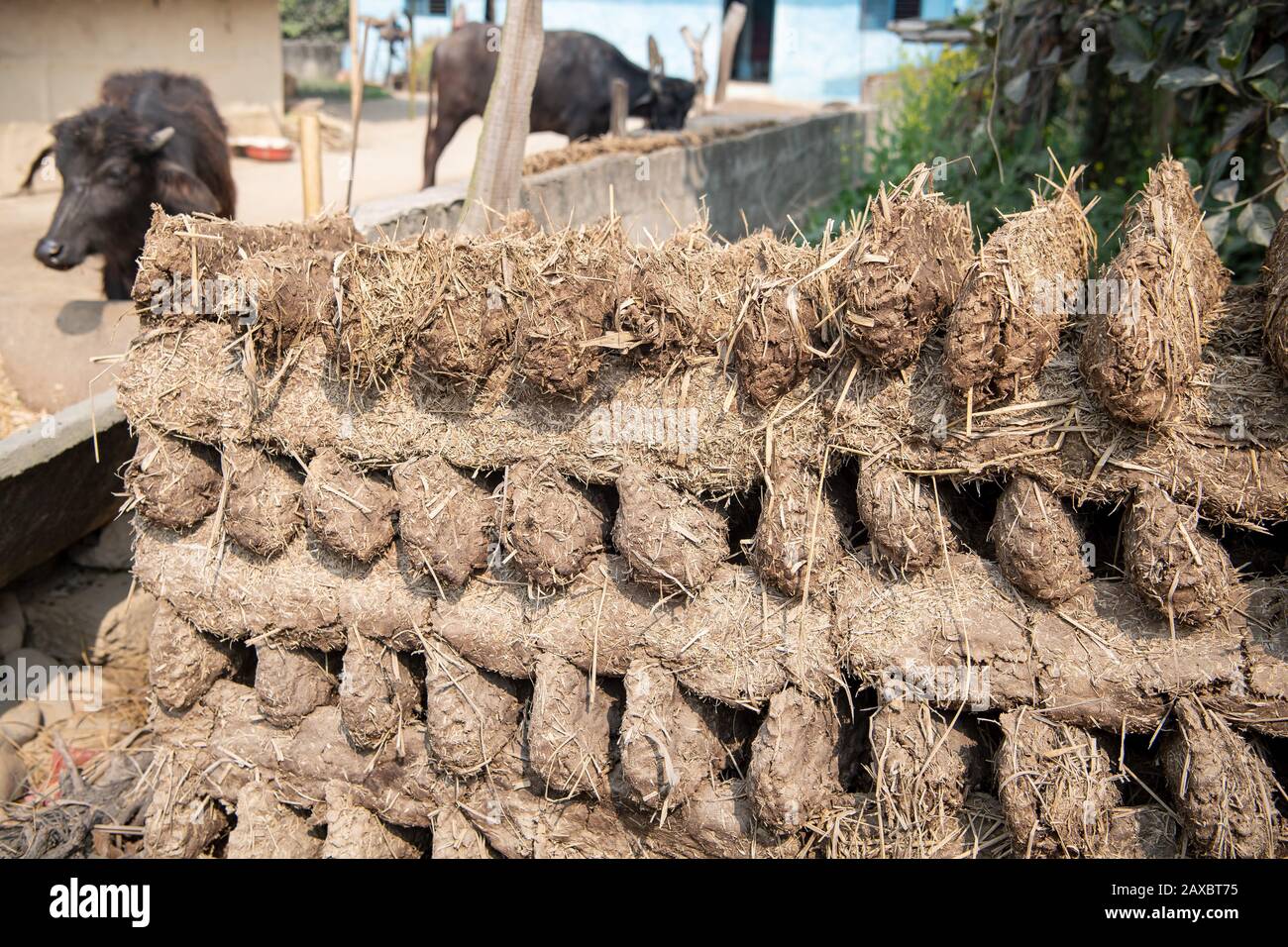 Buffalo dung hi-res stock photography and images - Alamy