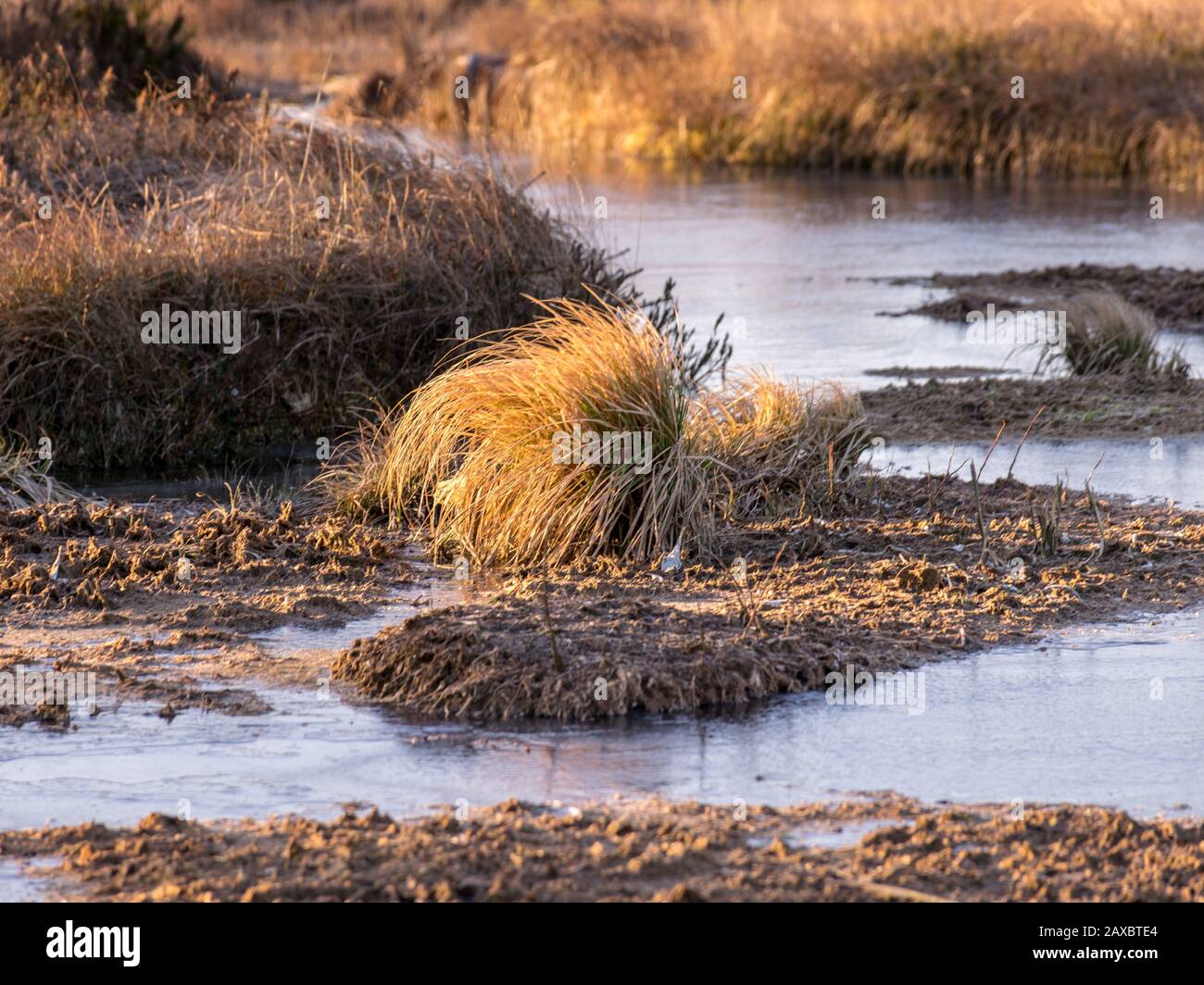 beautiful swamp landscape at sunrise, frozen swamp lake in the ...