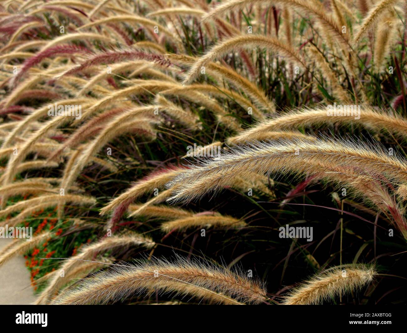 Heads of tall grasses hi-res stock photography and images - Alamy