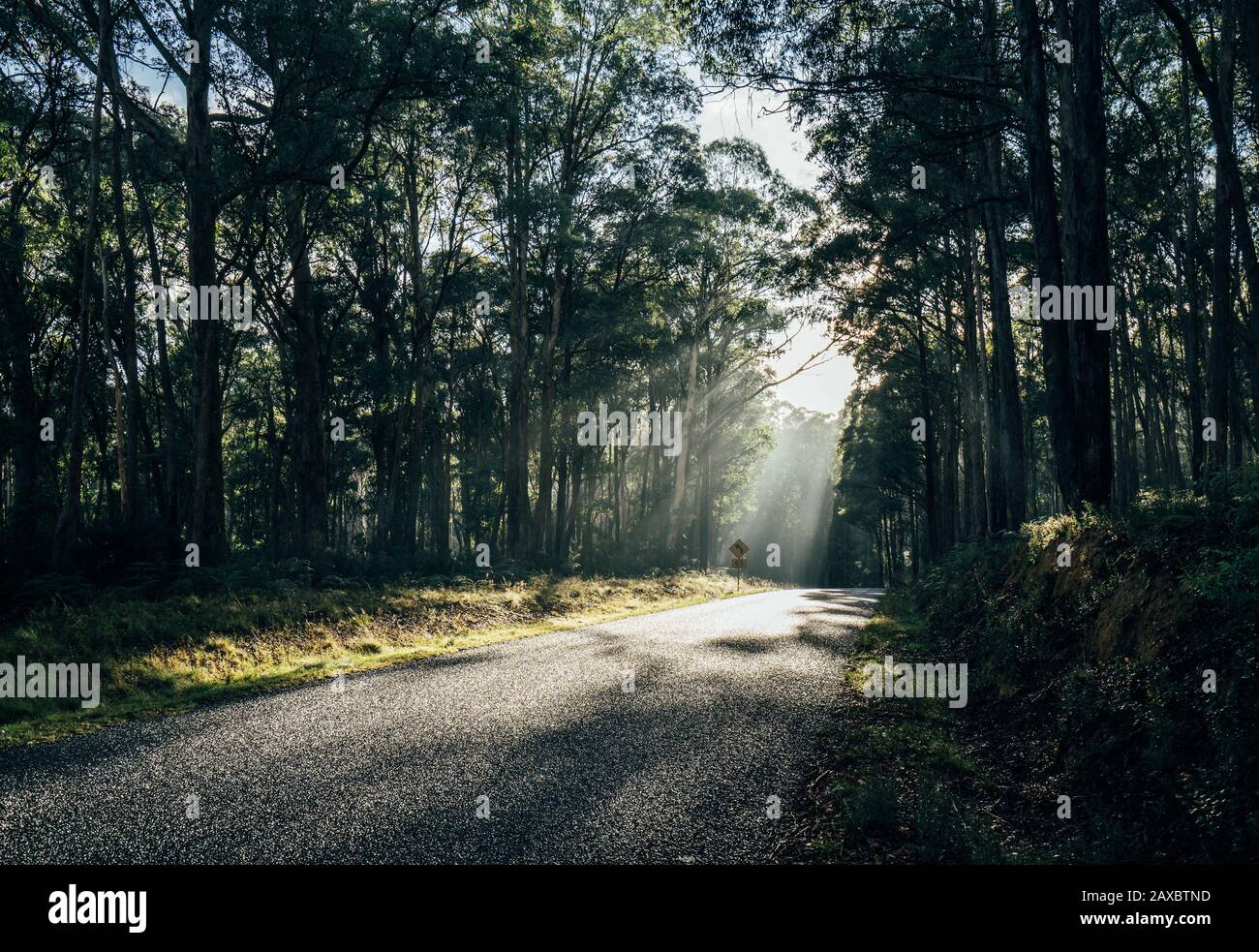 Tree over road hi-res stock photography and images - Alamy
