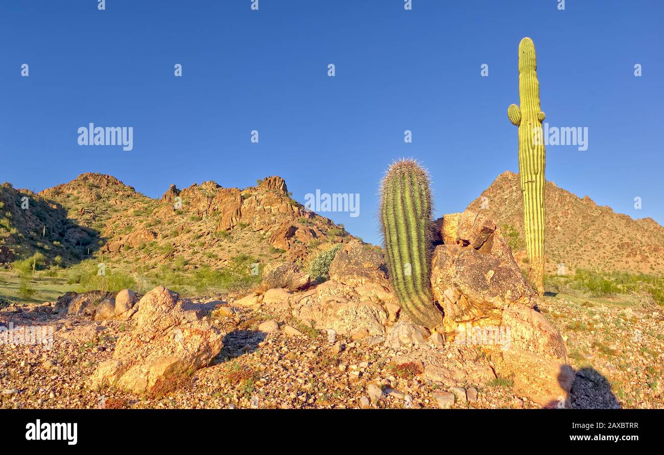 A species of Barrel Cactus growing out of an outcrop of rock with a ...