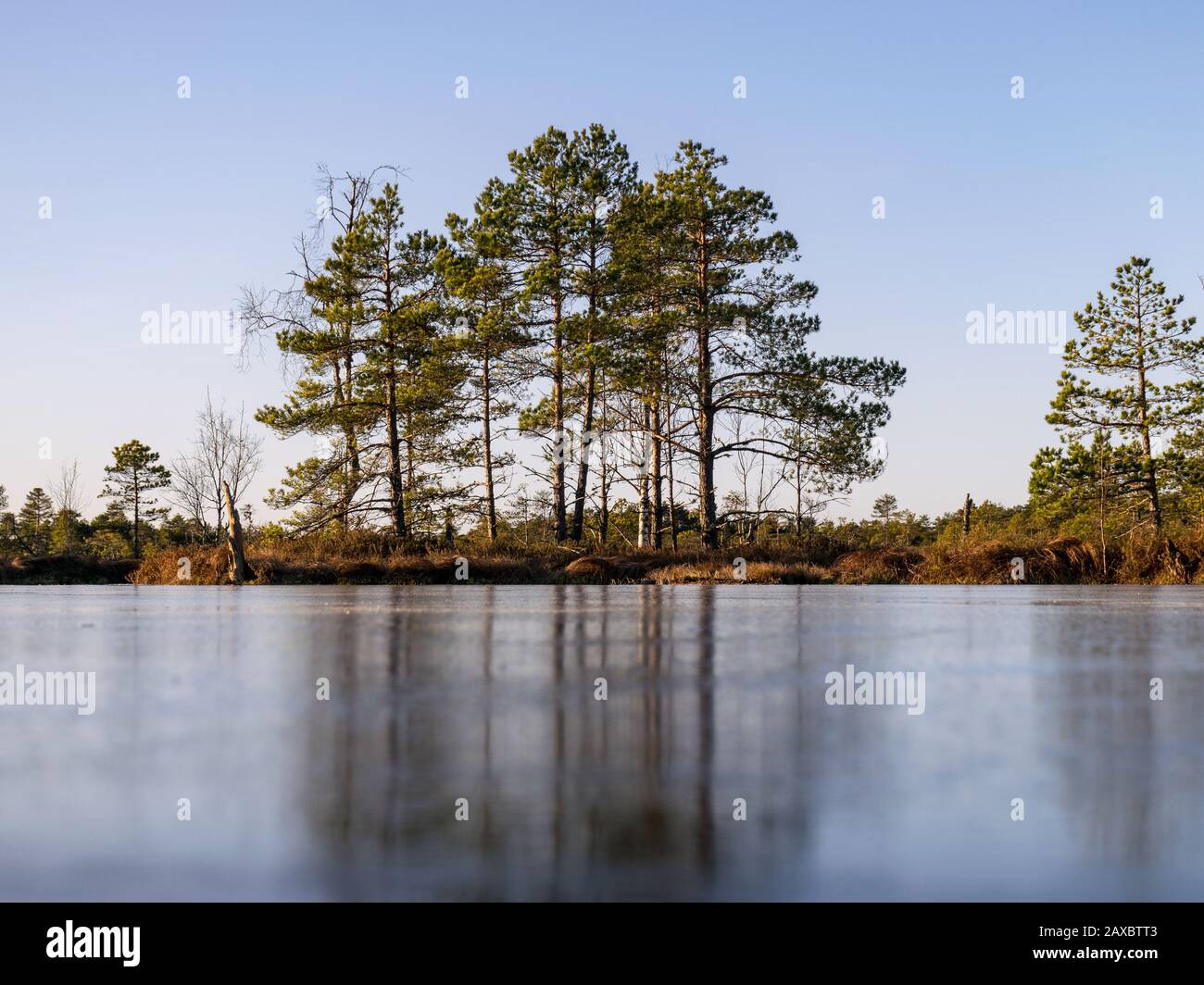 beautiful bog landscape in the morning, frozen bog lake in the ...