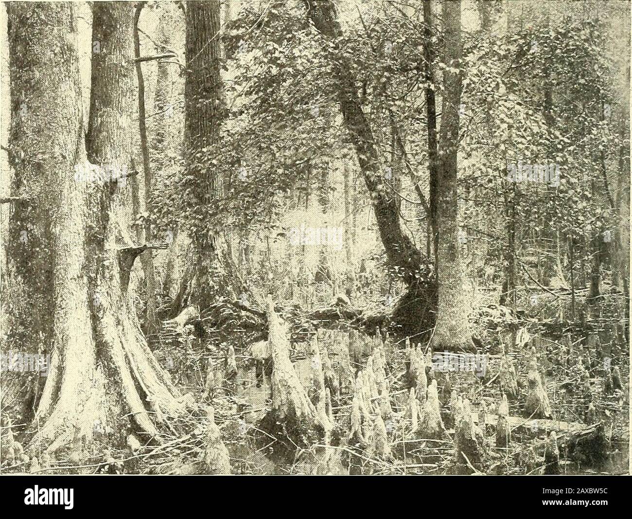 Forest physiography; physiography of the United States and principles ...