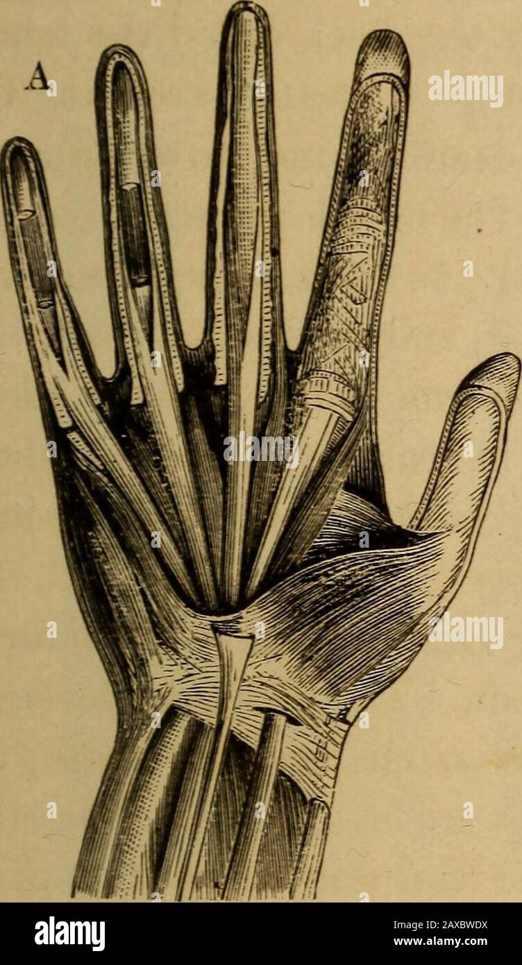 Biceps tendons hi-res stock photography and images - Alamy