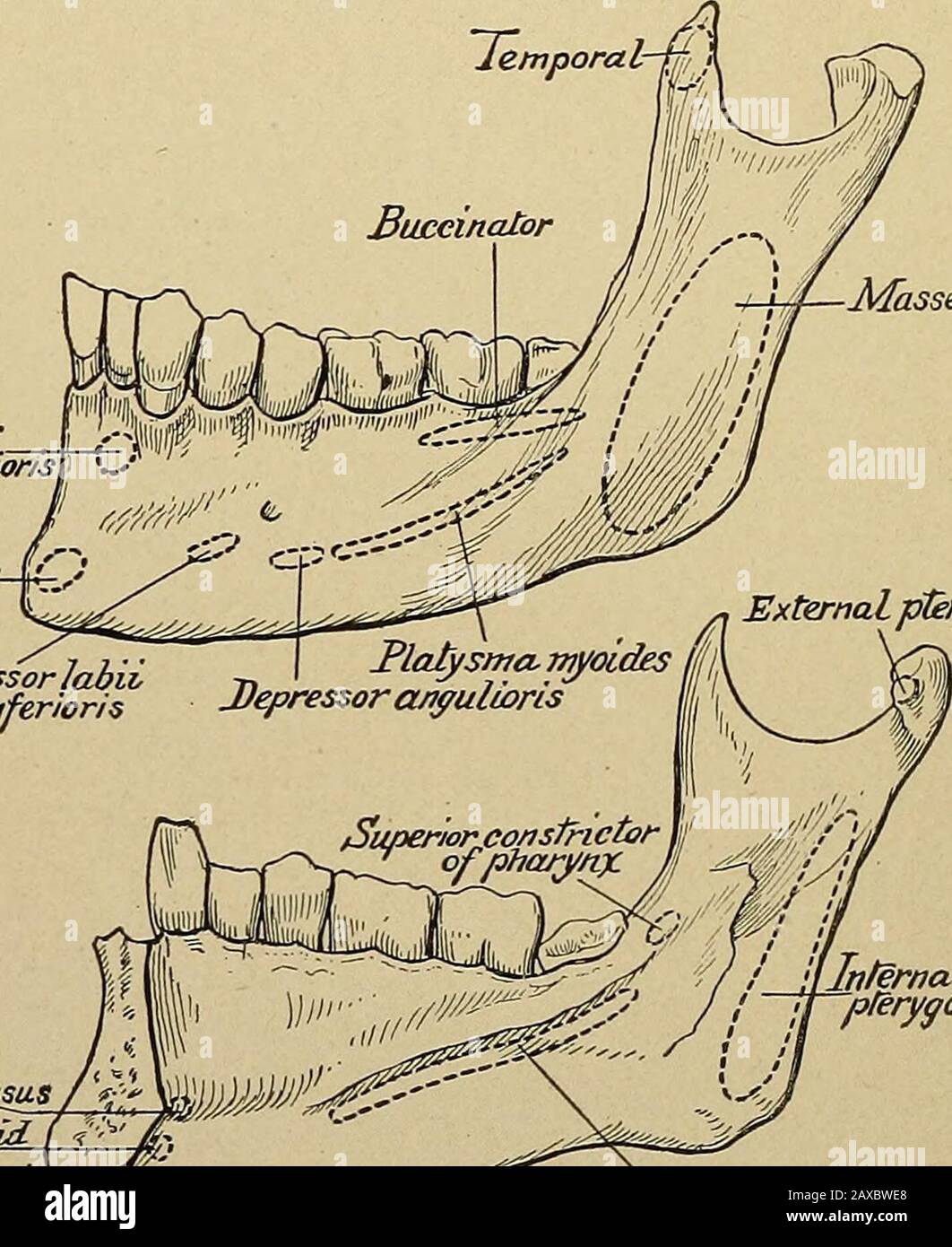 Palatal Process