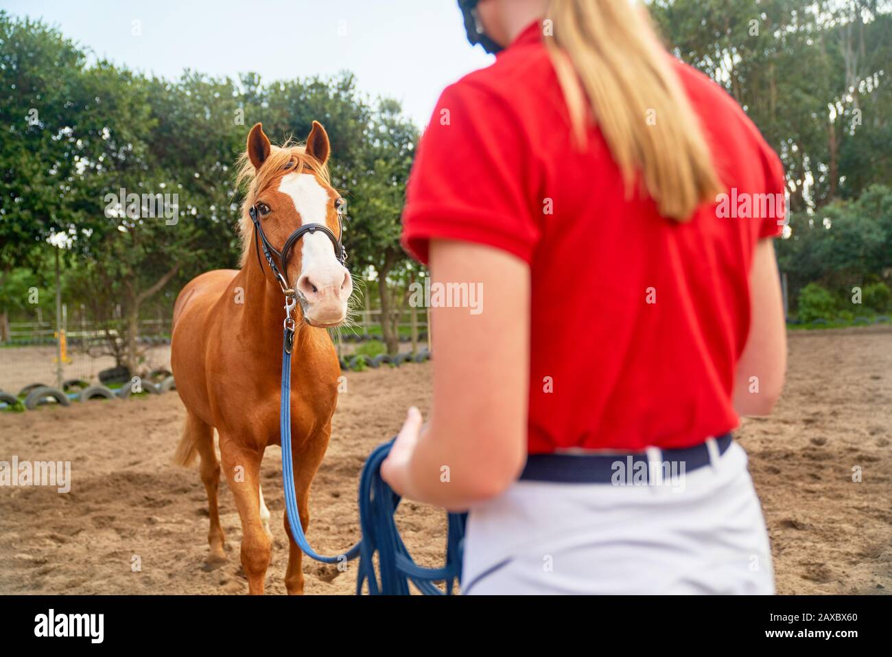 Teenage girl training horse in paddock Stock Photo - Alamy
