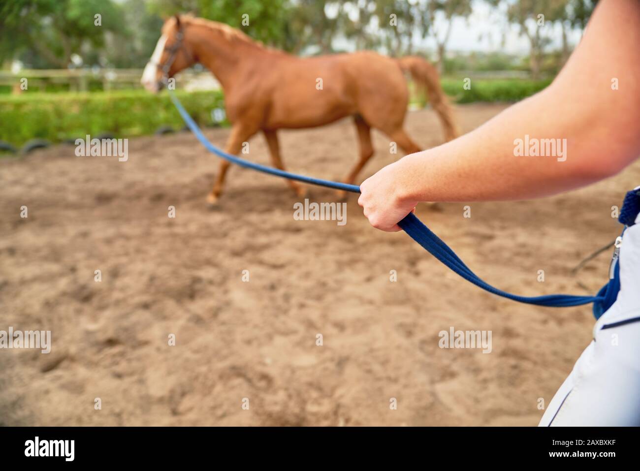 Horse train hi-res stock photography and images - Alamy