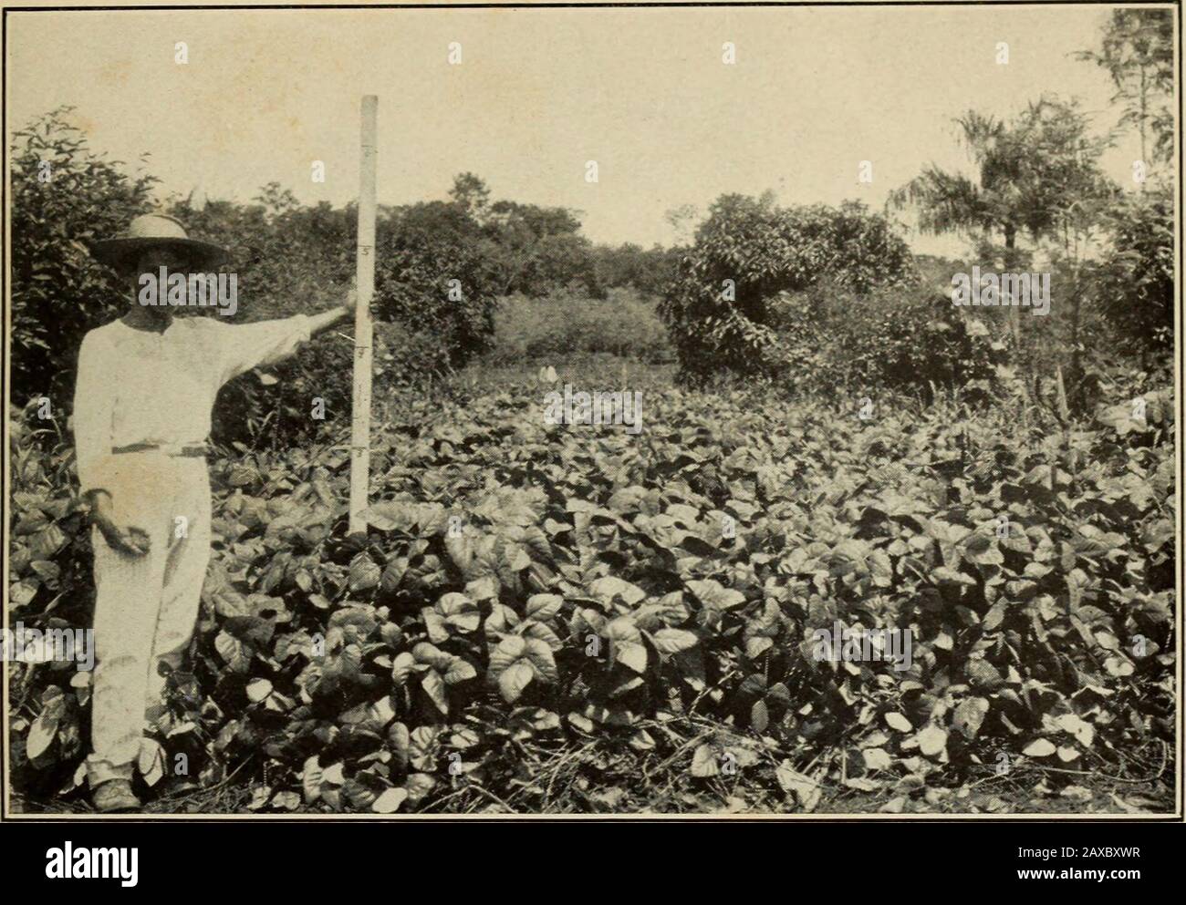 Cover crops for Porto Rico . FiQ. 2.—Pigeon Peas as Temporary Windbreak ...