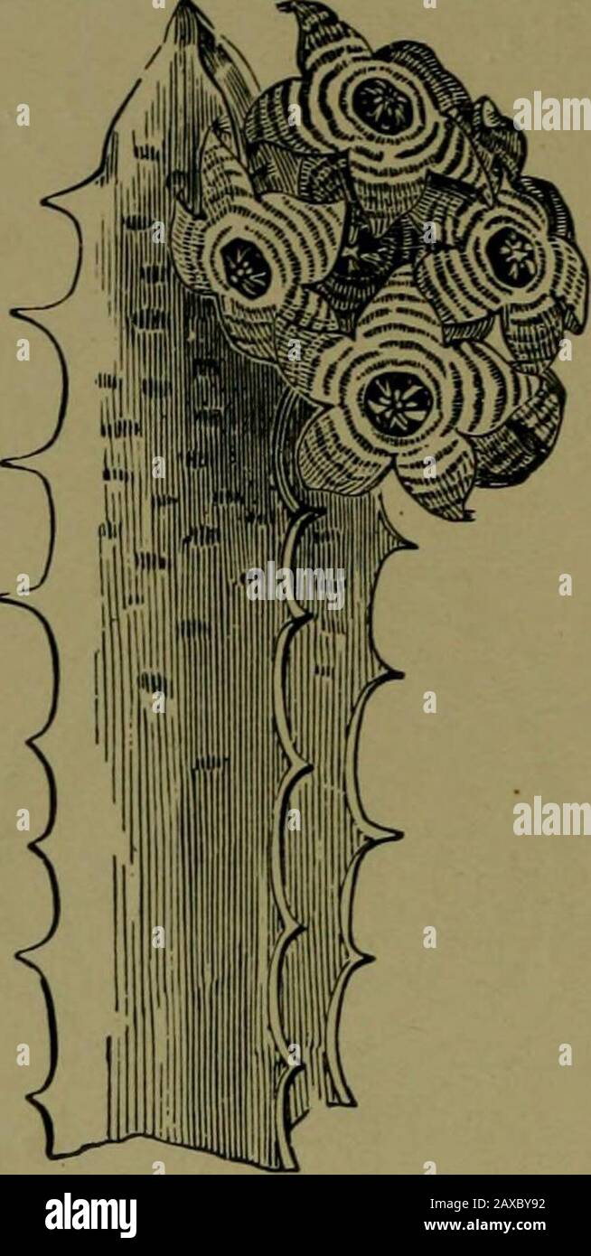 Plants and their ways in South Africa . cleswinged. Mostly Kalahari and ...