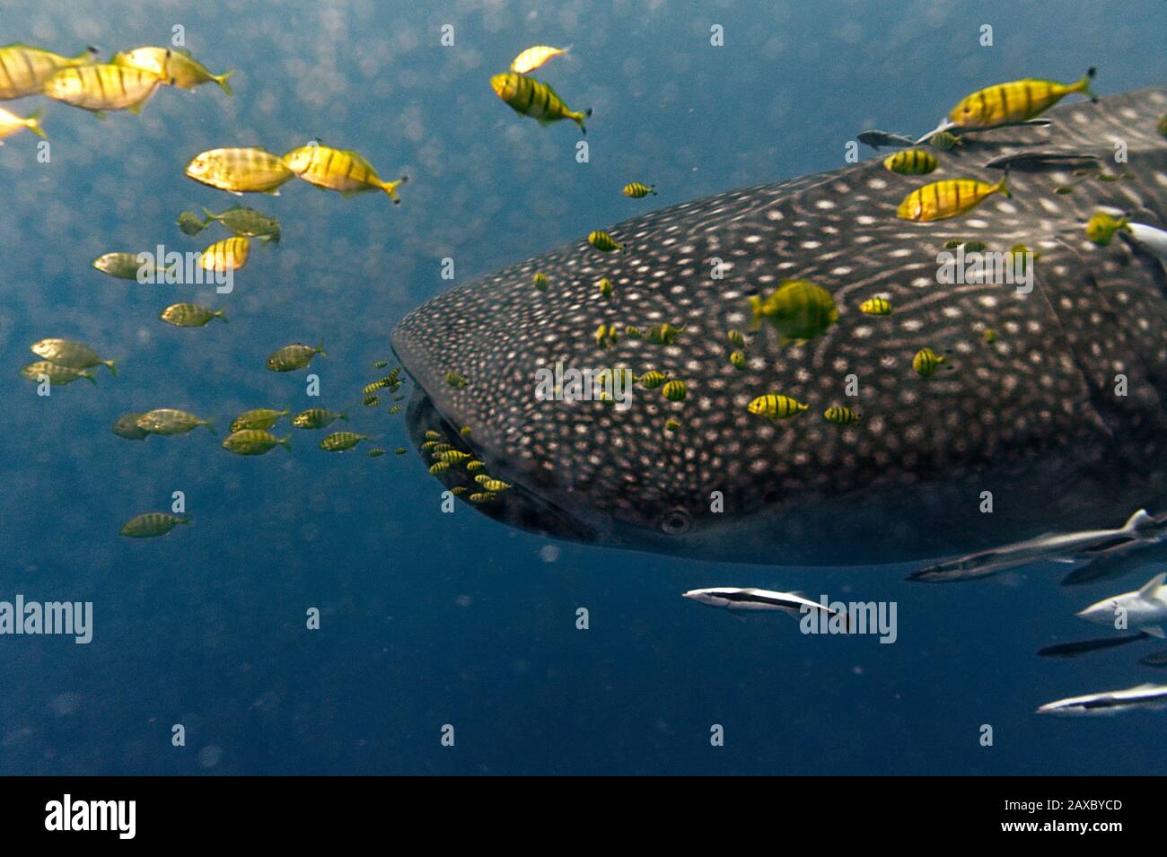 whale shark (Rhincodon typus) with yellow pilot fish Stock Photo - Alamy