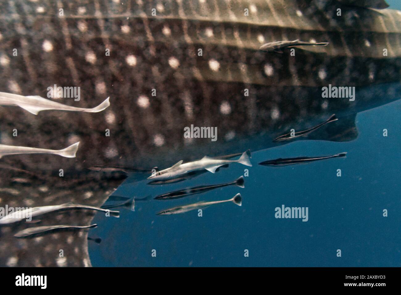 Whale Shark, part of the body Stock Photo - Alamy