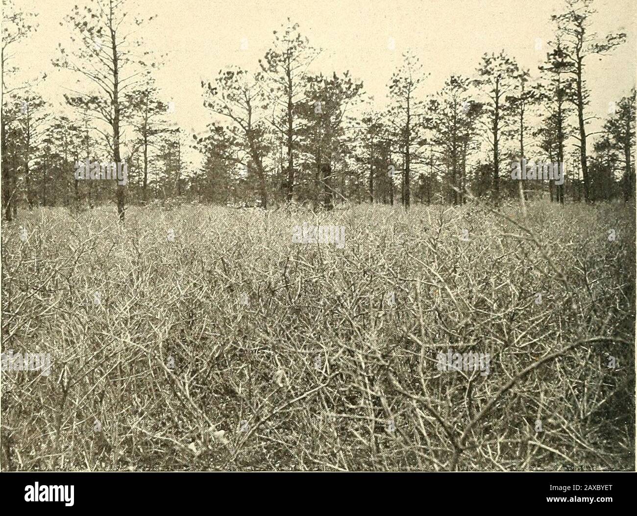 Forest physiography; physiography of the United States and principles ...