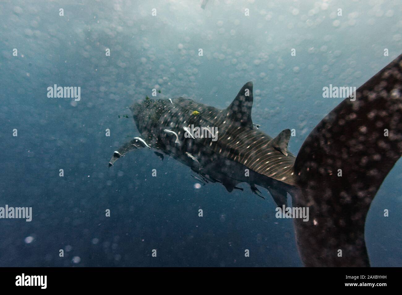 Whale Shark, part of the body Stock Photo - Alamy