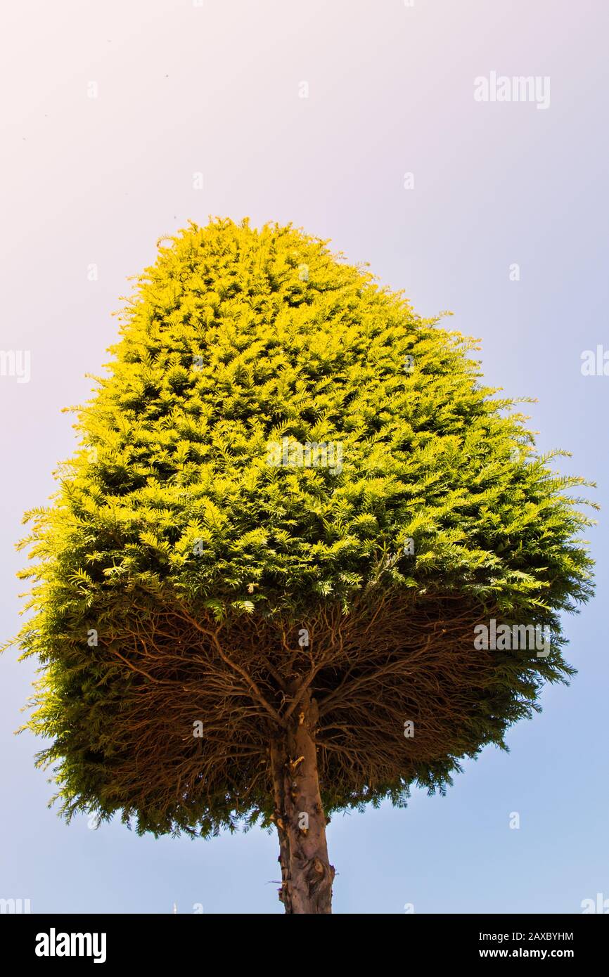 Very young small oak tree in pine forest in summer hi-res stock ...