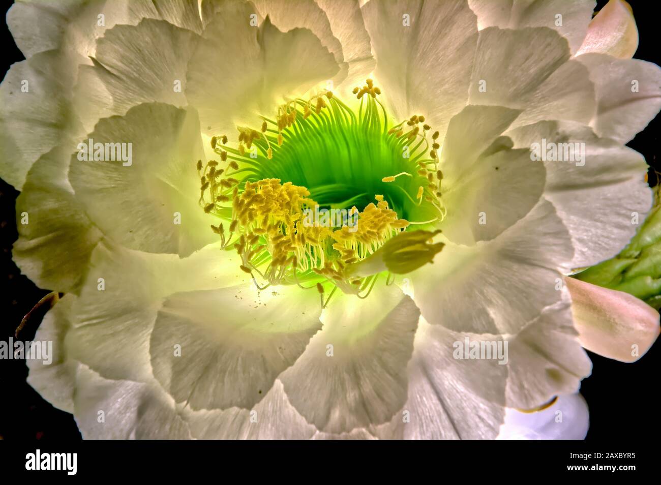 Torch Cactus Flower Stock Photos & Torch Cactus Flower Stock Images - Alamy