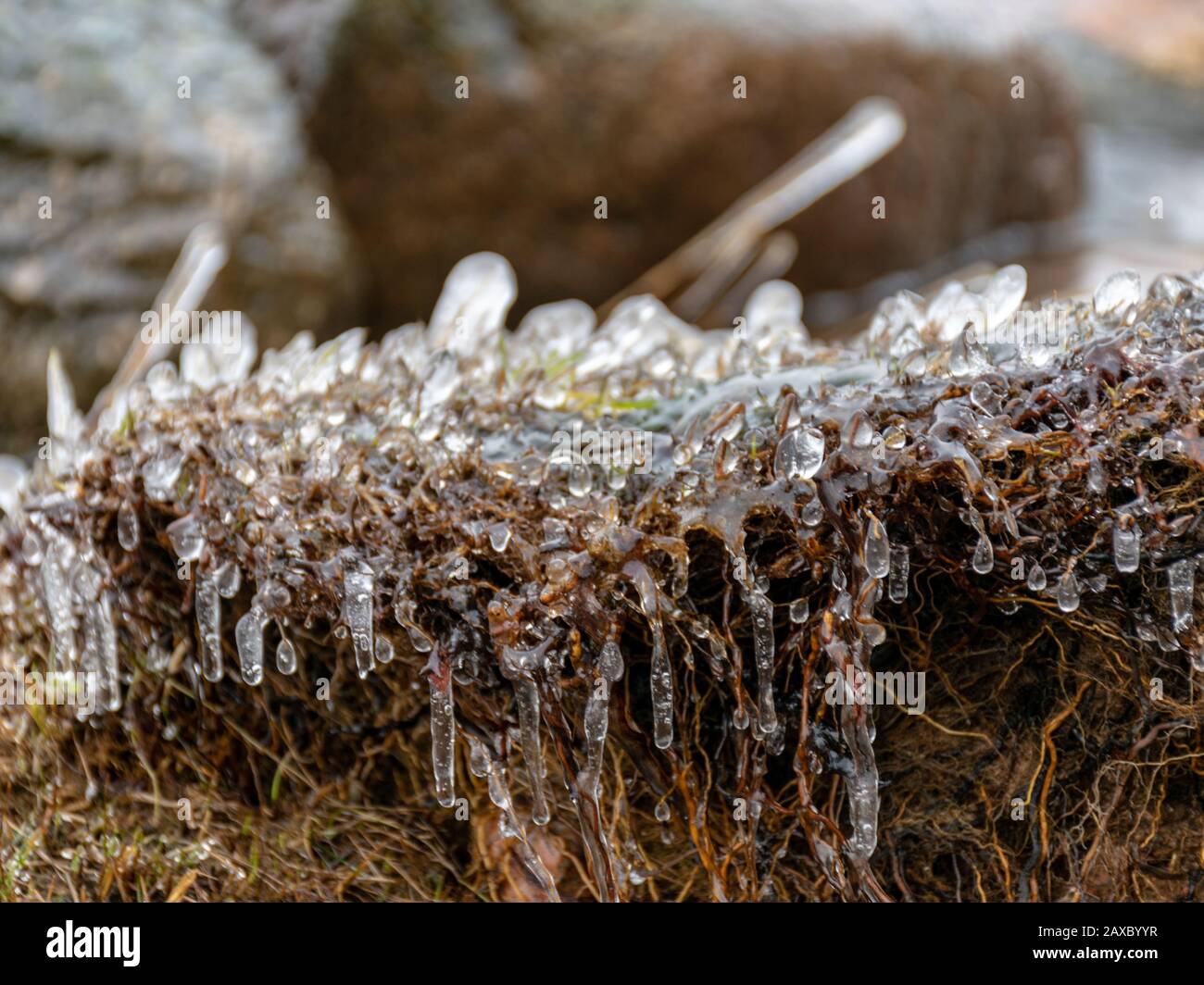 abstract frozen texture of frozen seaweed ice, blurred background Stock ...