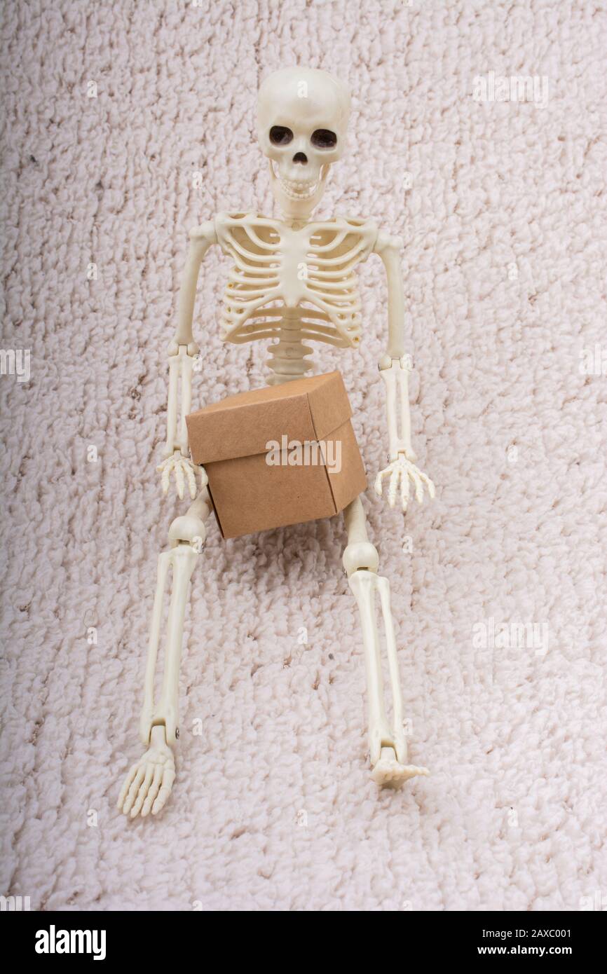 Human skeleton model for medical anatomy science with cardboard box ...