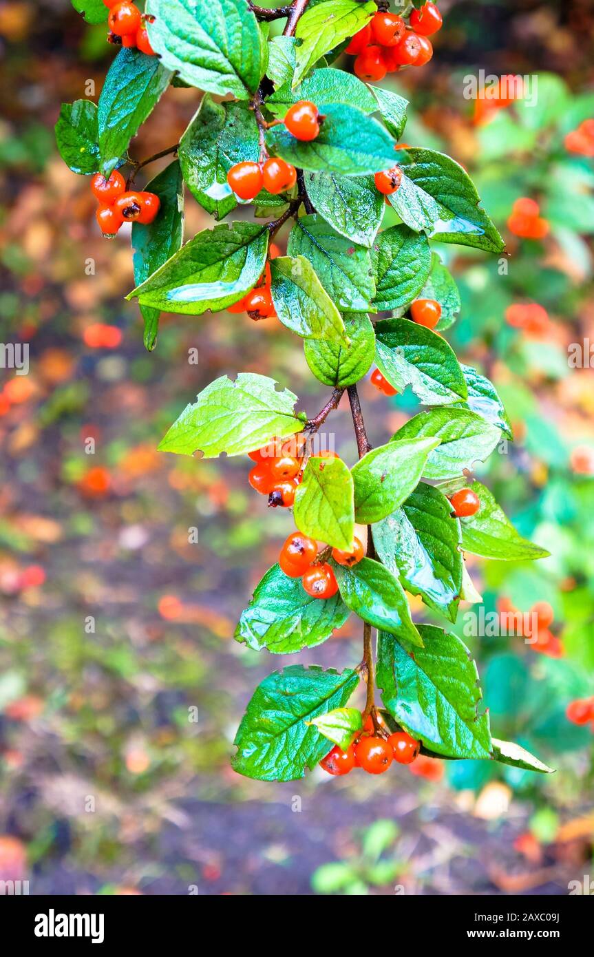 Rowanberry berries macro wild forest hi-res stock photography and ...
