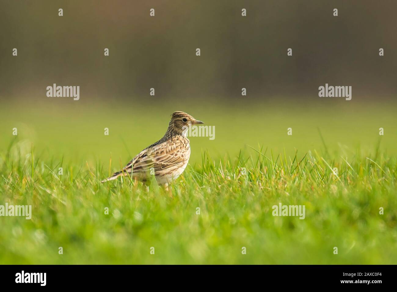 Skylark flying hi-res stock photography and images - Alamy