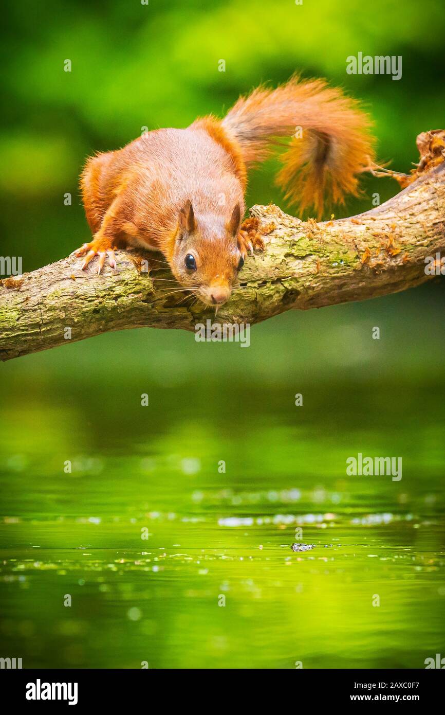 Closeup of a Eurasian red squirrel, Sciurus vulgaris, walking, running ...
