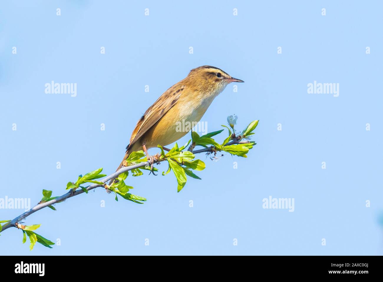 Eurasian reed warbler Acrocephalus scirpaceus bird singing in reeds ...