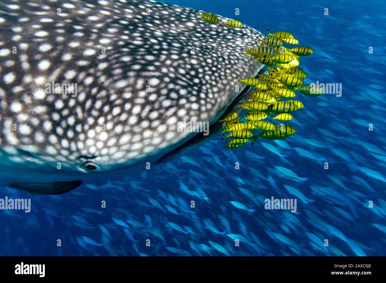 Underwater Yellow Fish High Resolution Stock Photography and Images - Alamy