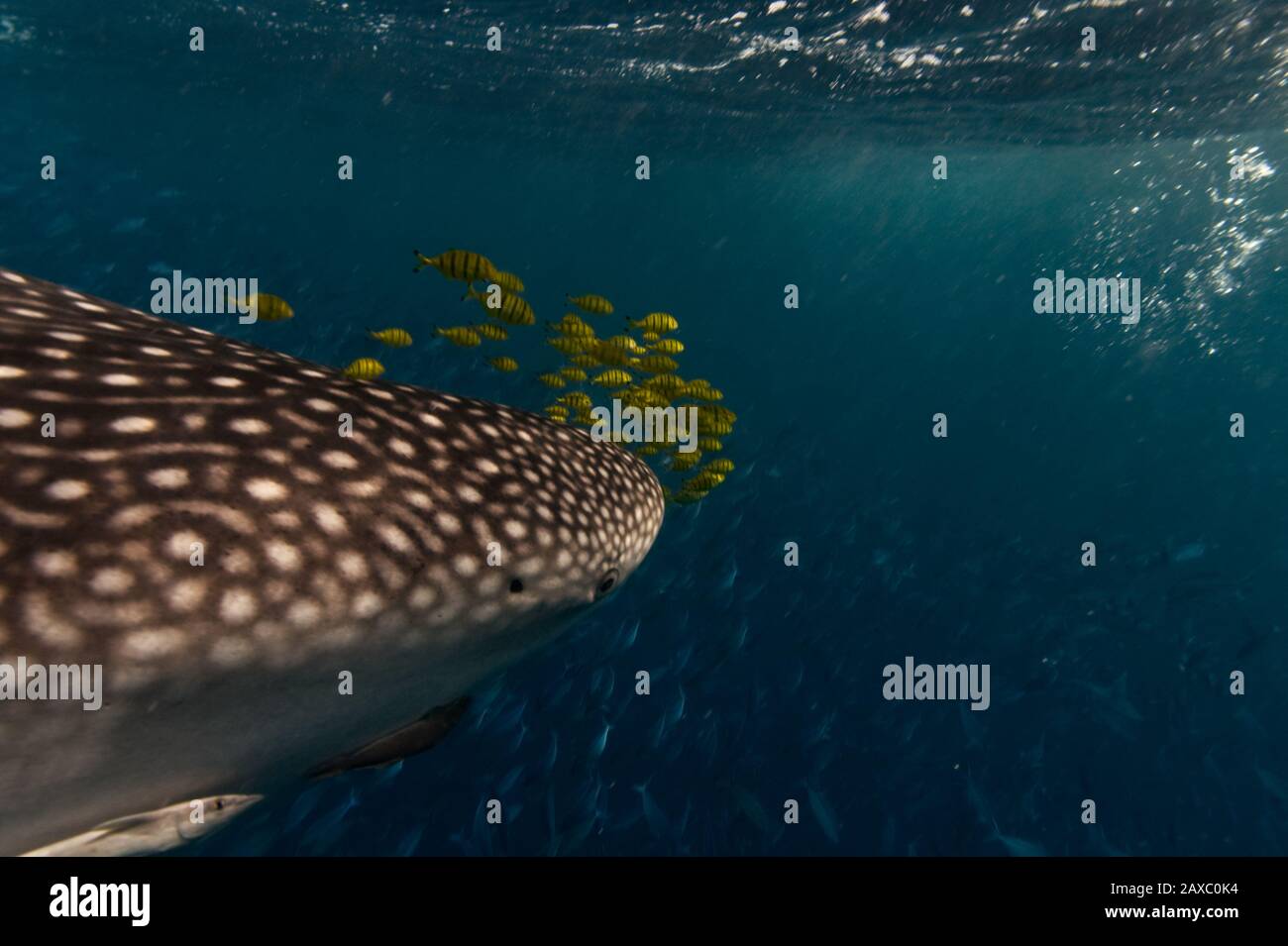 Whale shark pilot fish hi-res stock photography and images - Alamy