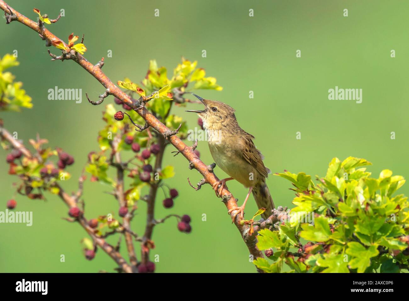 Singing display hi-res stock photography and images - Alamy