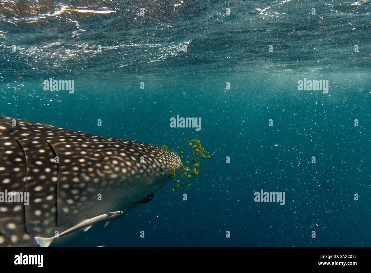 whale shark (Rhincodon typus) with yellow pilot fish Stock Photo - Alamy