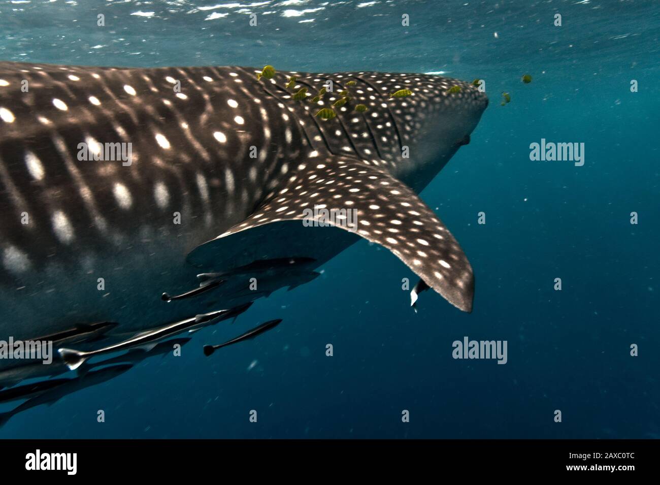 whale shark (Rhincodon typus) with yellow pilot fish Stock Photo - Alamy