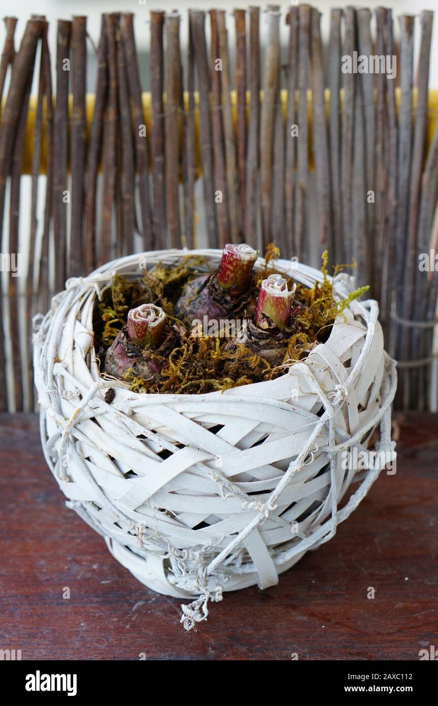 Circular objects put in the grass in a white basket behind pieces of ...