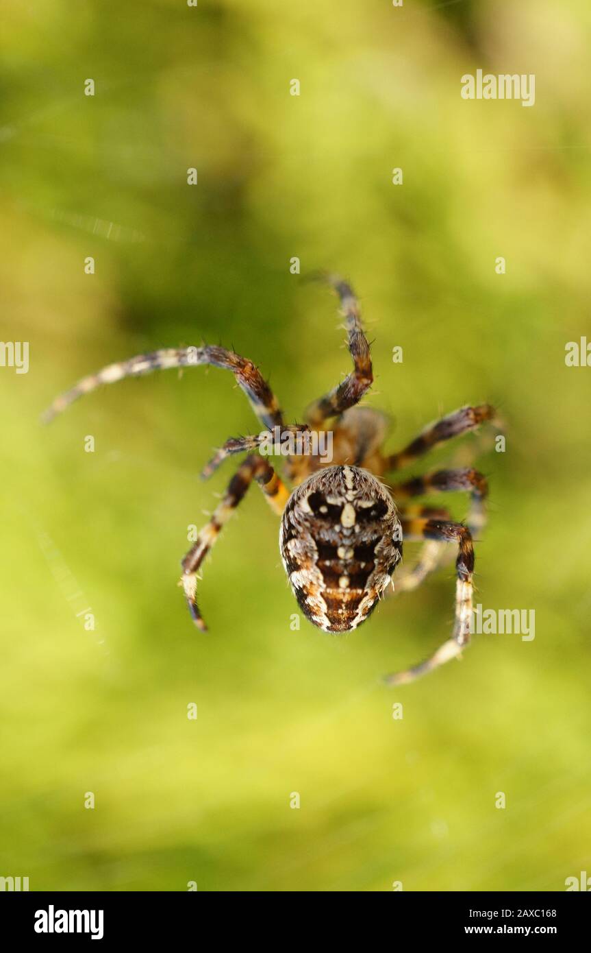 Vertical shot of a spider behind a green background Stock Photo - Alamy