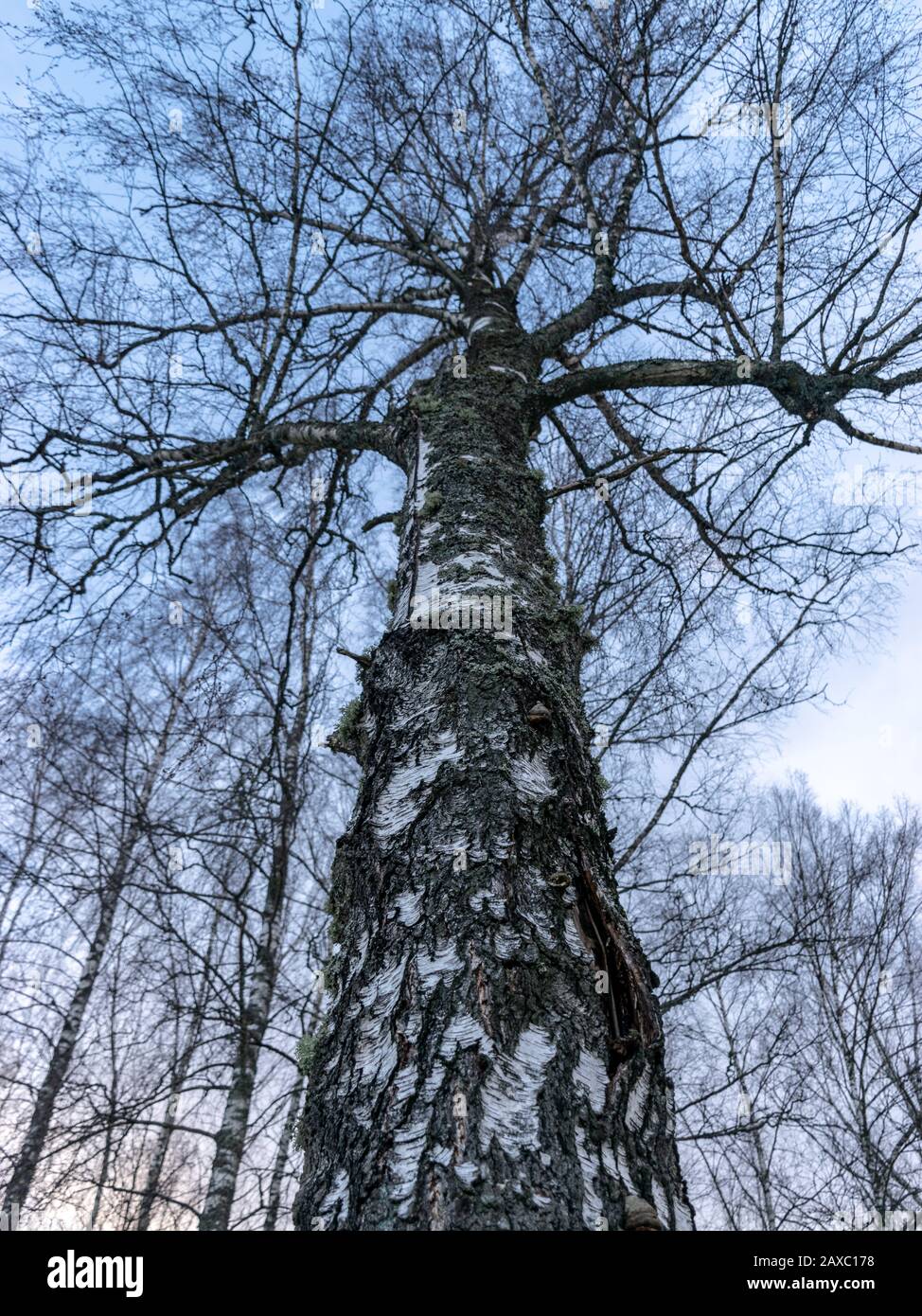 simple picture of an old and rotten tree trunk Stock Photo - Alamy