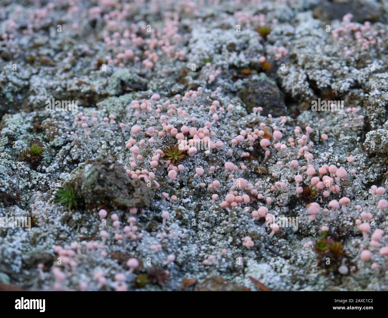 pink earth lichen Stock Photo - Alamy
