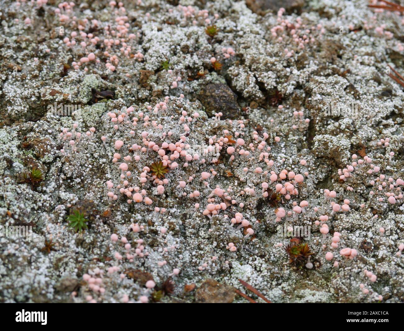 pink earth lichen Stock Photo - Alamy